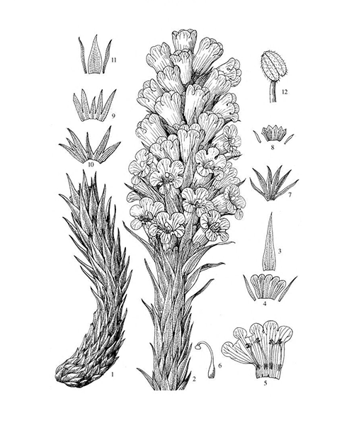 Natural Products isolated from Cistanche deserticola - BioCrick