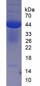 Ovalbumin (OVA), Native Protein For Research Use | High Purity Product ...